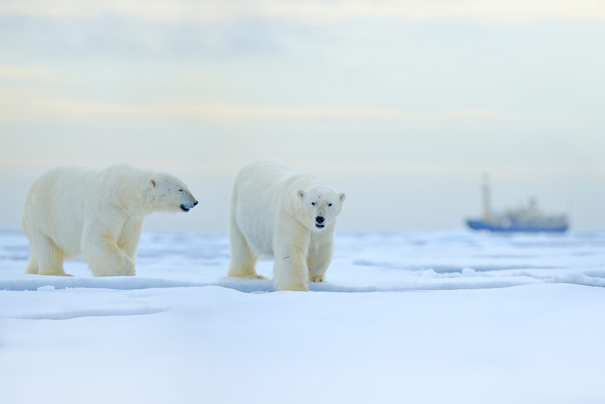 How To See Polar Bears In Svalbard