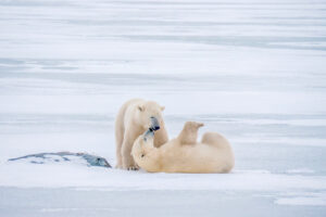 Arctic Animals | Travellers Guide To Wildlife Of The Arctic