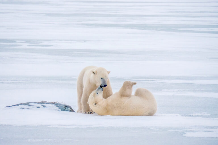 Arctic Animals | Travellers Guide To Wildlife Of The Arctic
