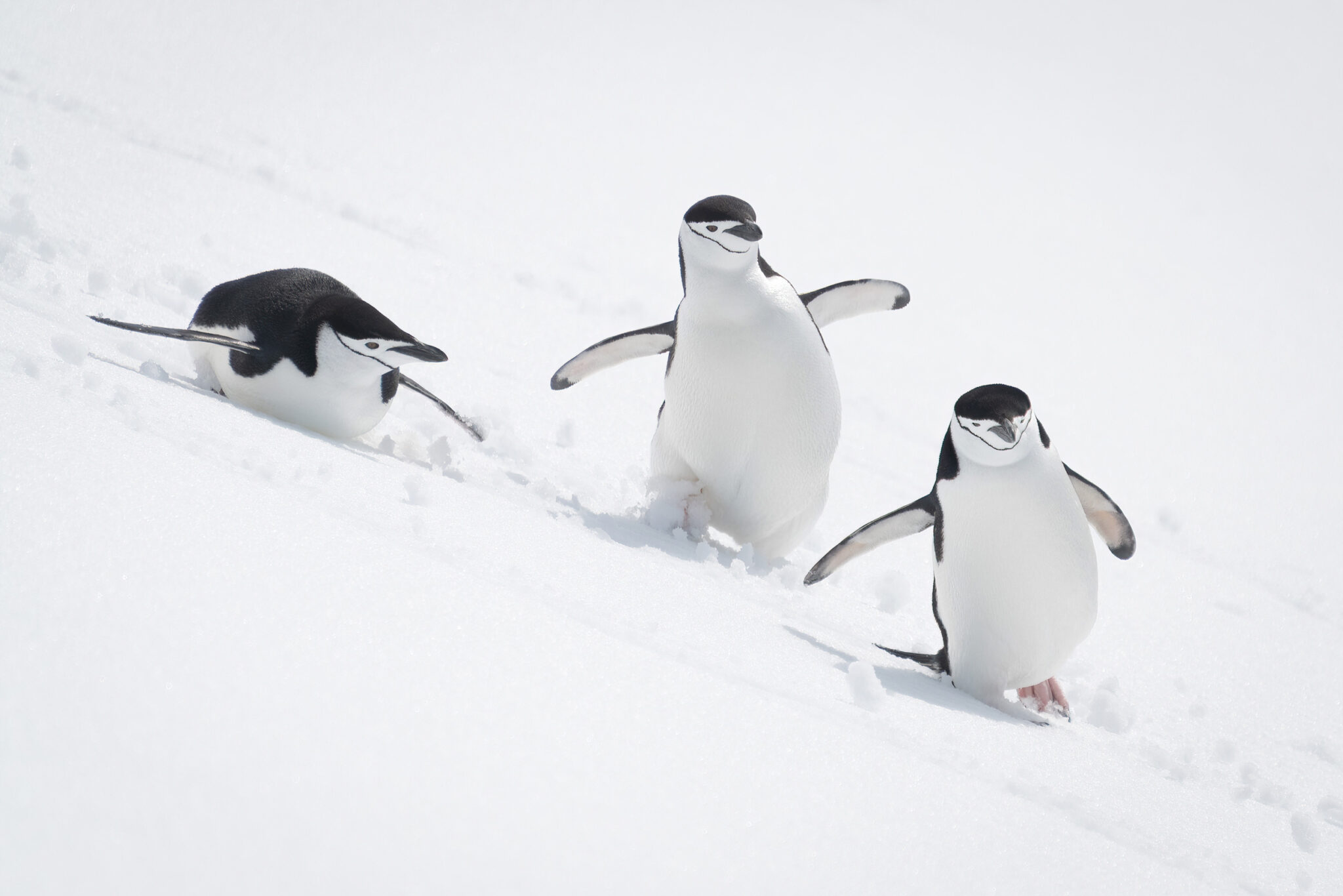 Antarctica Penguins | How to See the 8 Penguin Species