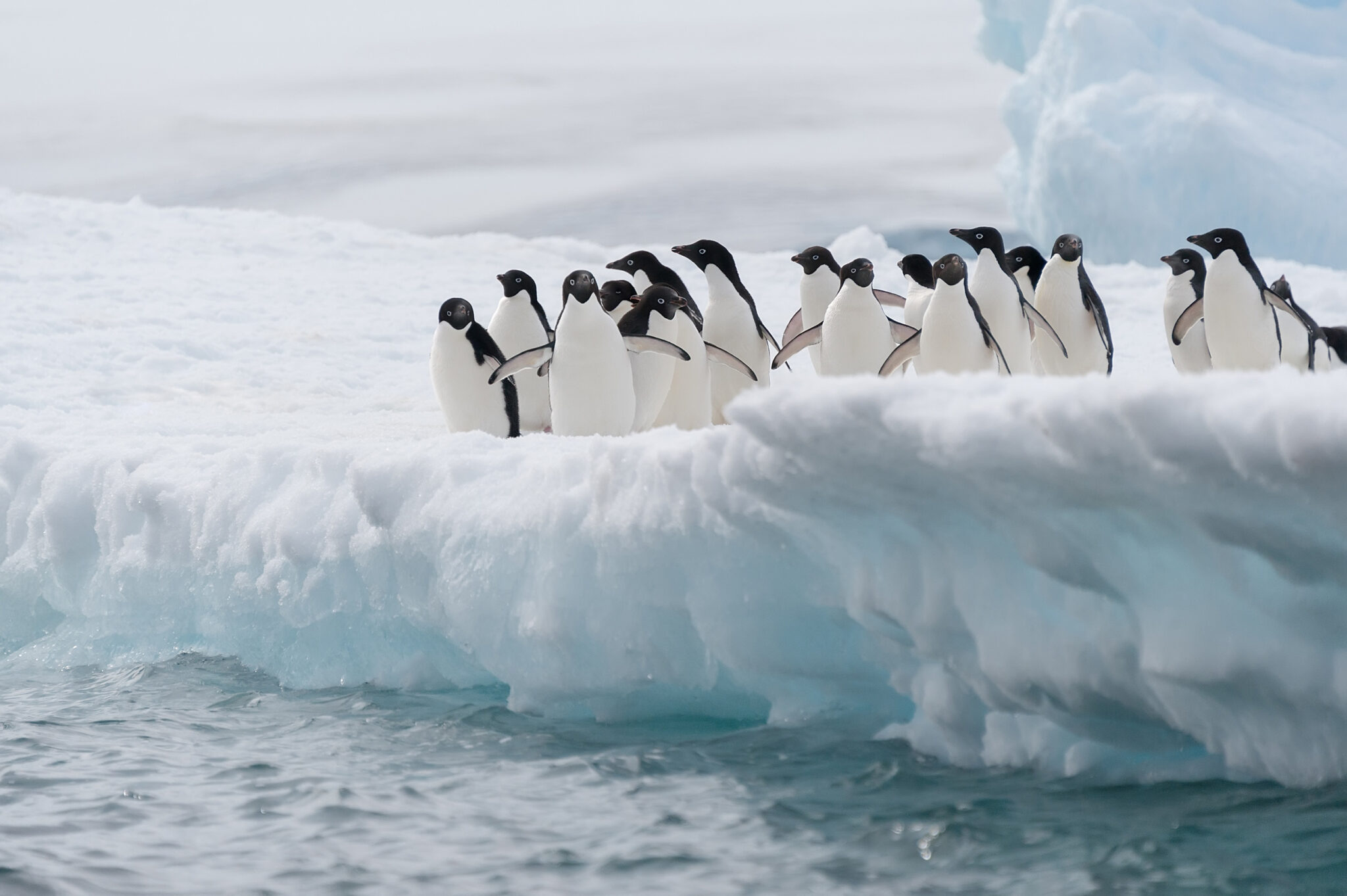 Antarctica Penguins | How to See the 8 Penguin Species