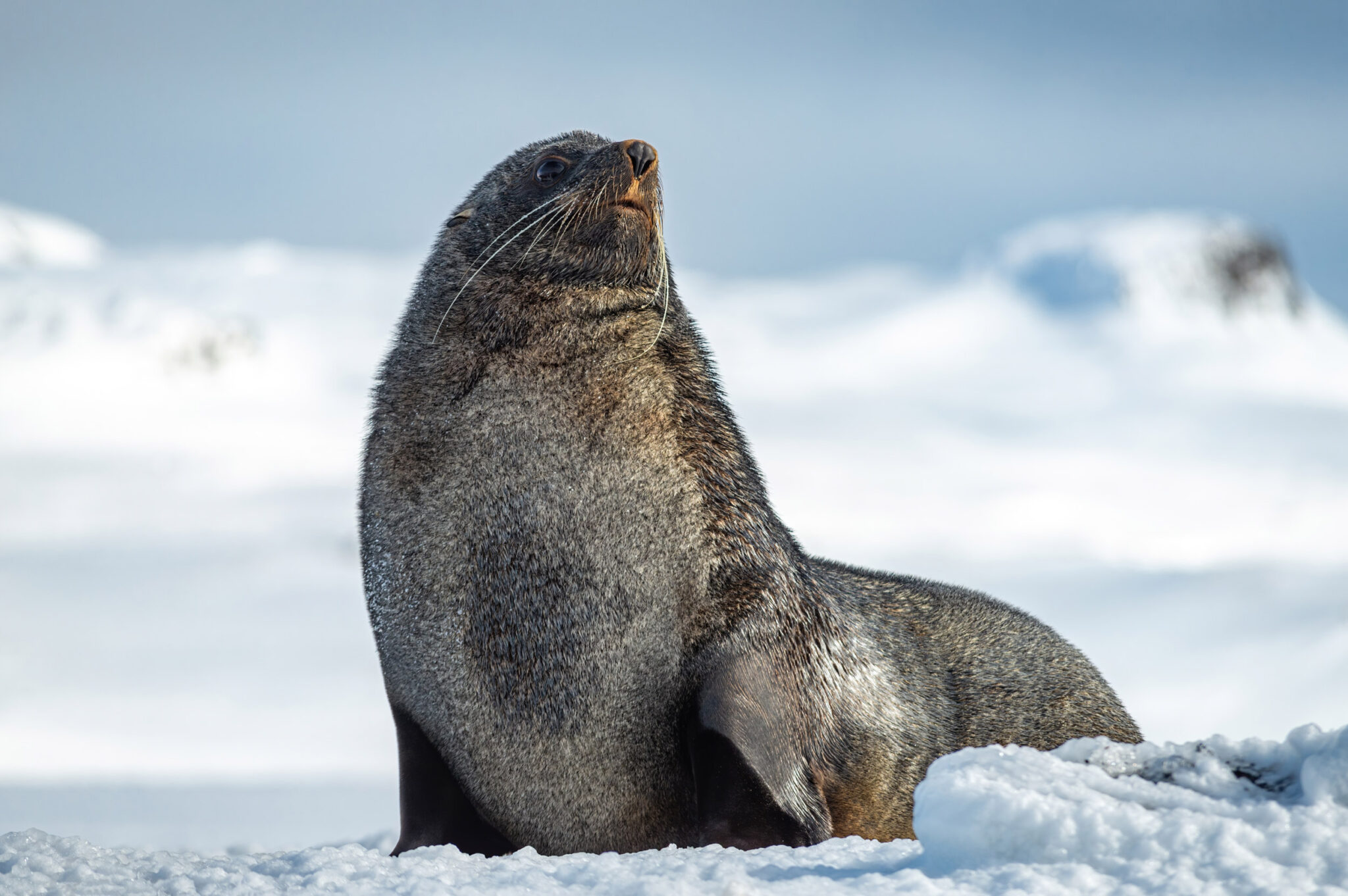 Antarctica Wildlife Guide With Top 21 Antarctica Animals