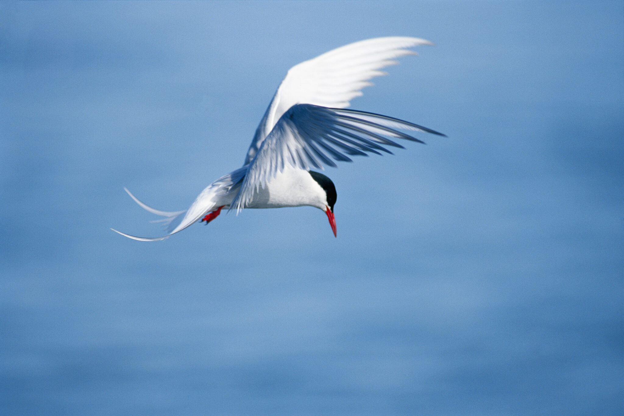 Top 30 Arctic Birds: Discover Facts, Habitats & Conservation