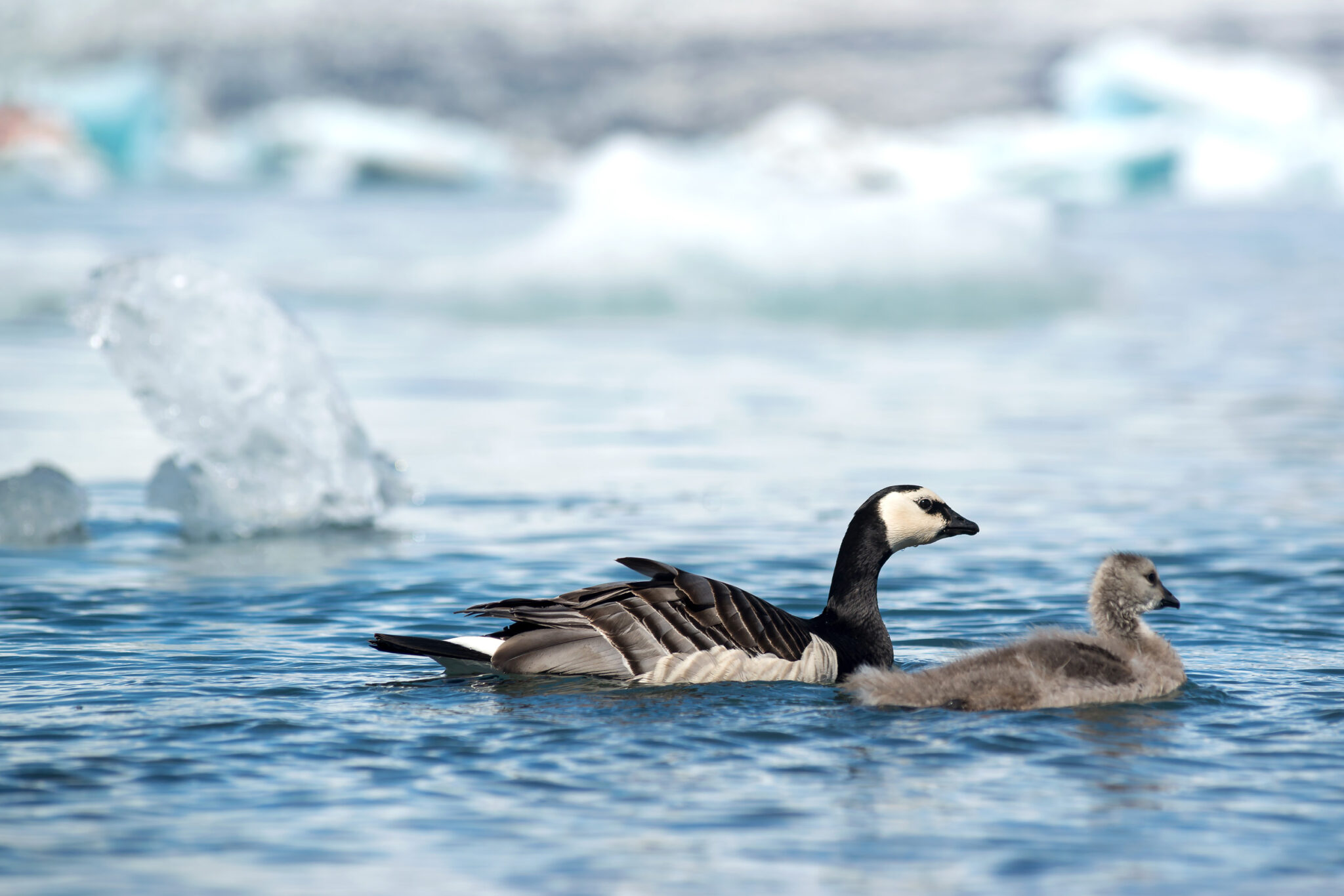 Top 30 Arctic Birds: Discover Facts, Habitats & Conservation