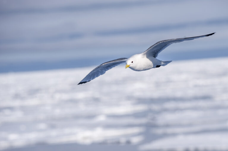 Top 30 Arctic Birds: Discover Facts, Habitats & Conservation