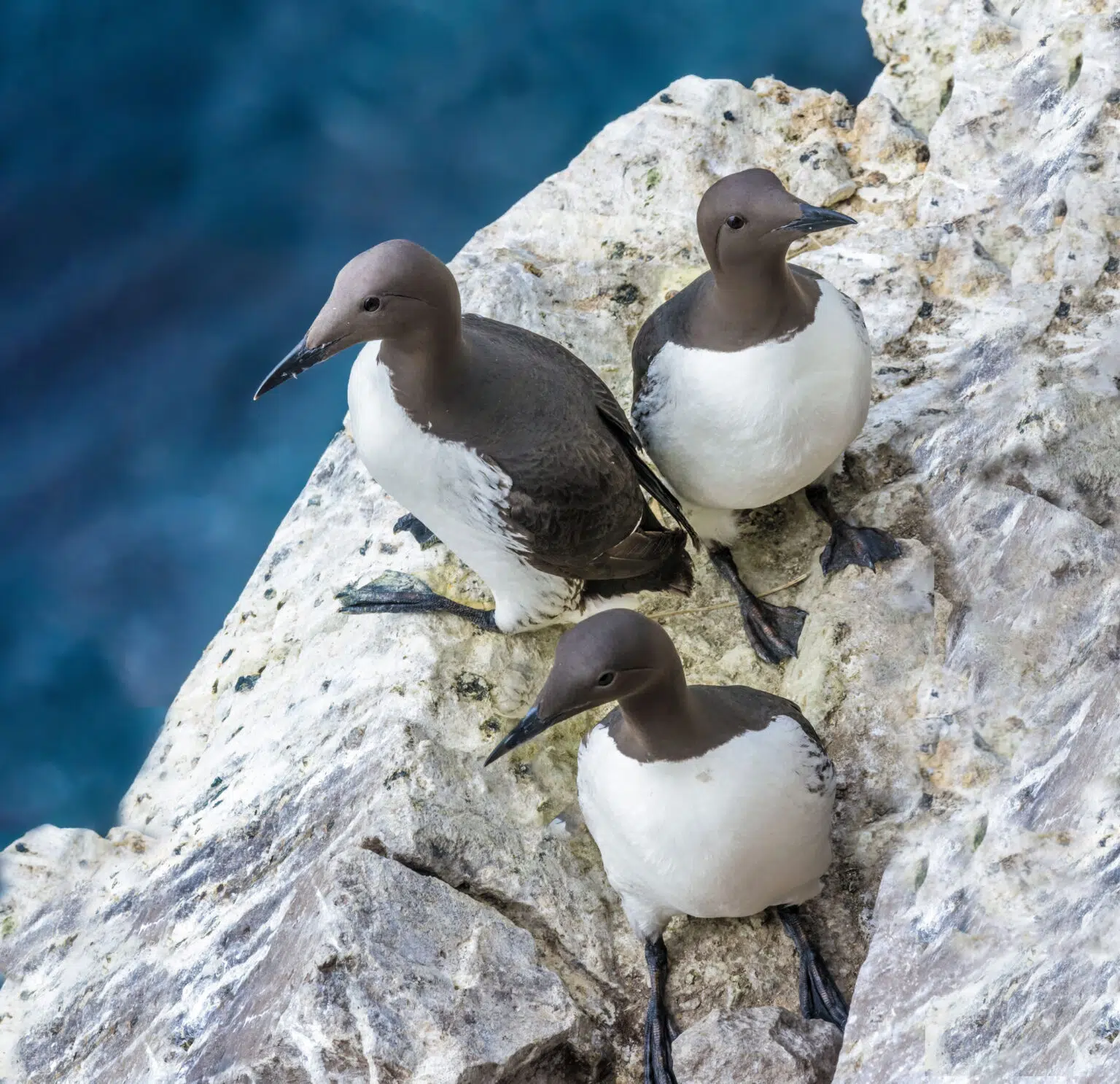 Top 30 Arctic Birds: Discover Facts, Habitats & Conservation