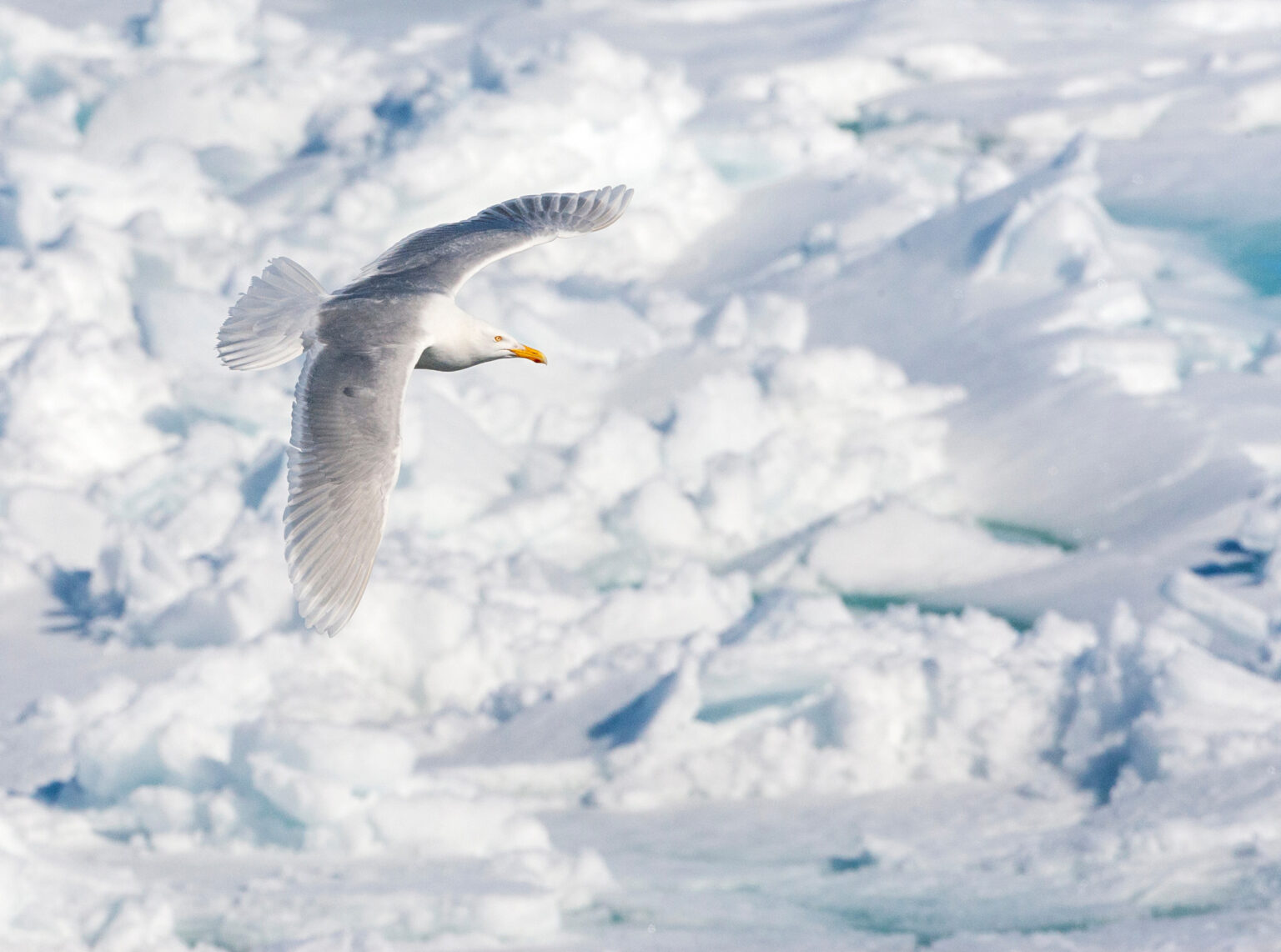Top 30 Arctic Birds: Discover Facts, Habitats & Conservation