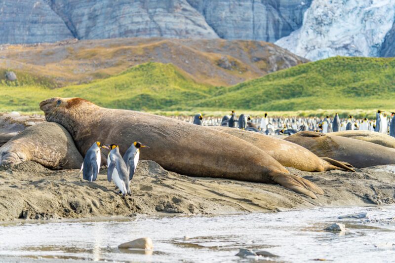 How to Visit South Georgia Island | Ultimate Travel Guide