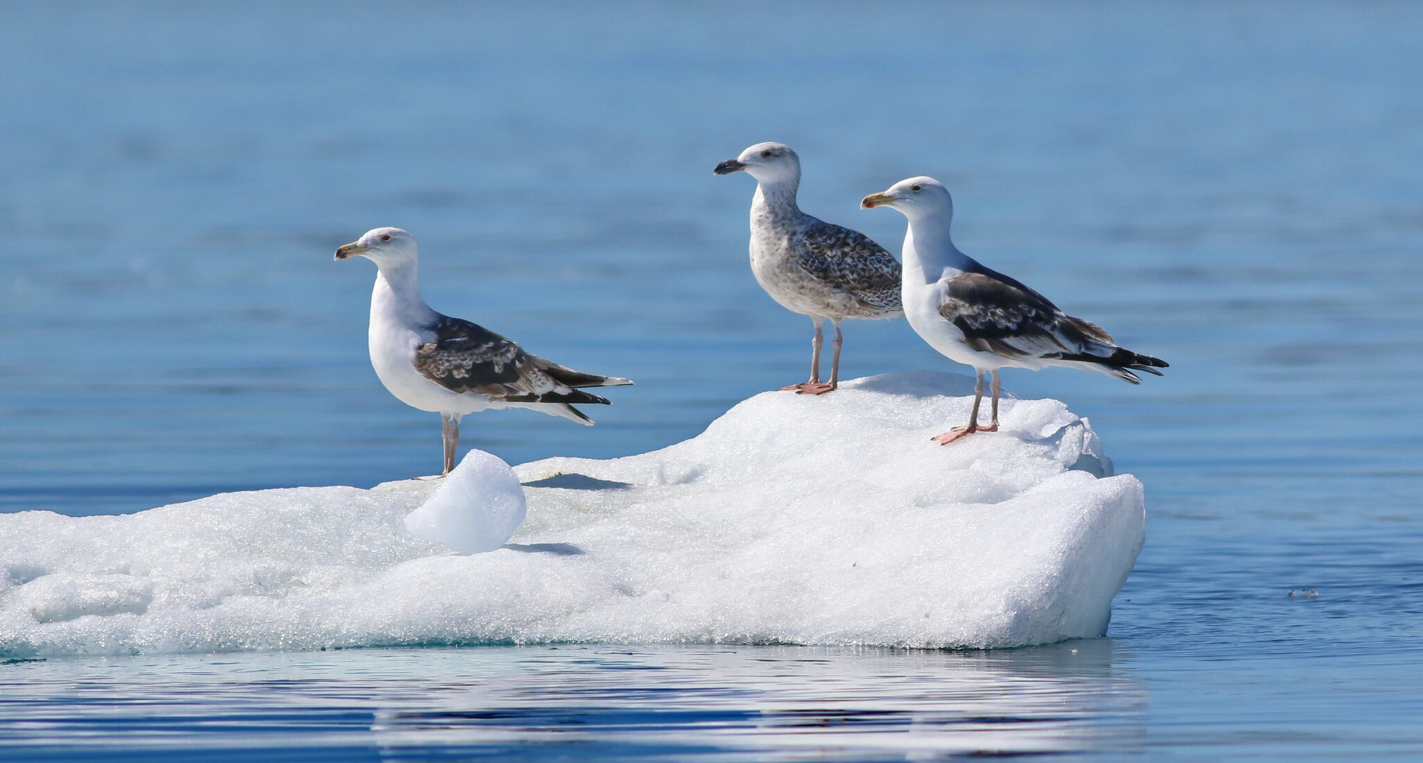 Top 30 Arctic Birds: Discover Facts, Habitats & Conservation