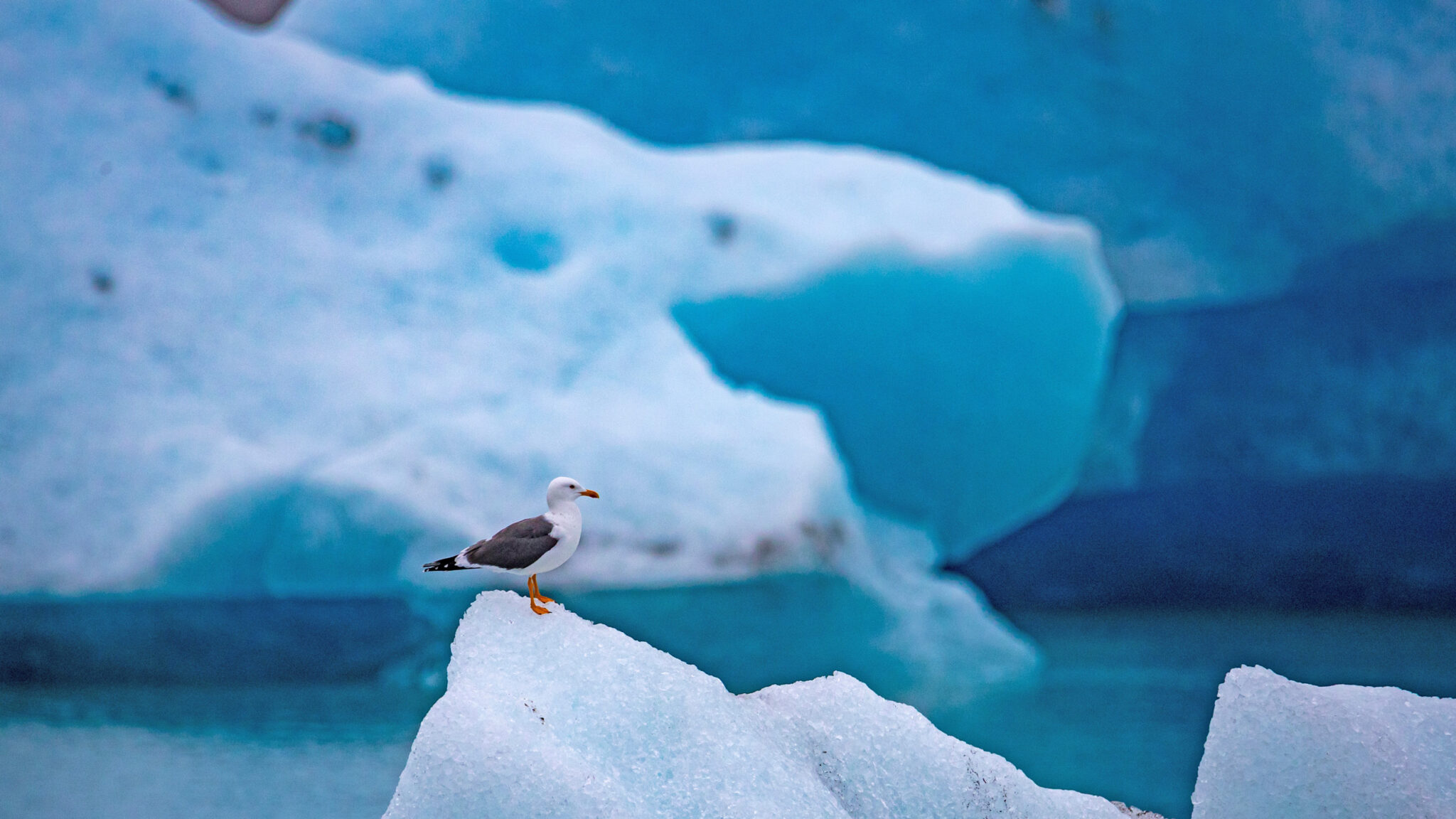 Top 30 Arctic Birds: Discover Facts, Habitats & Conservation