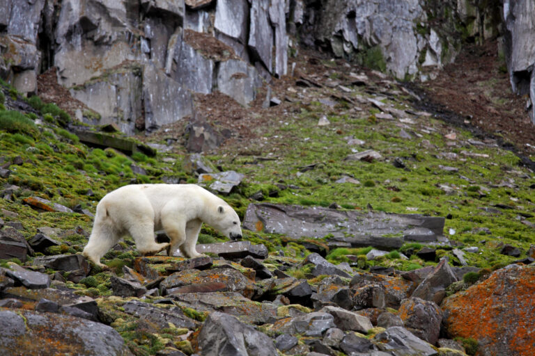 7 Best Places to See polar Bears In The Wild