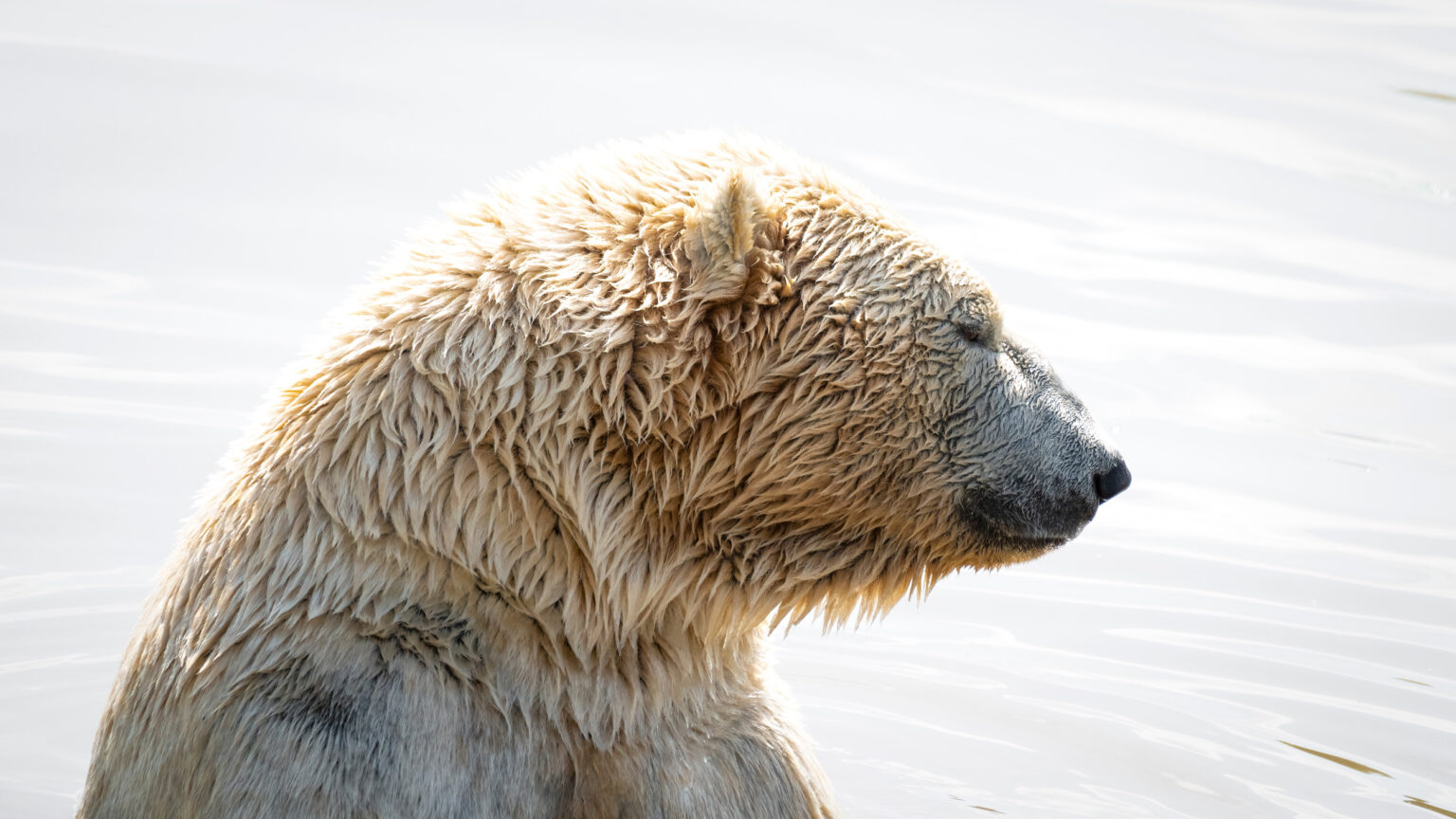 21 Fascinating Polar Bear Facts You Need to Know
