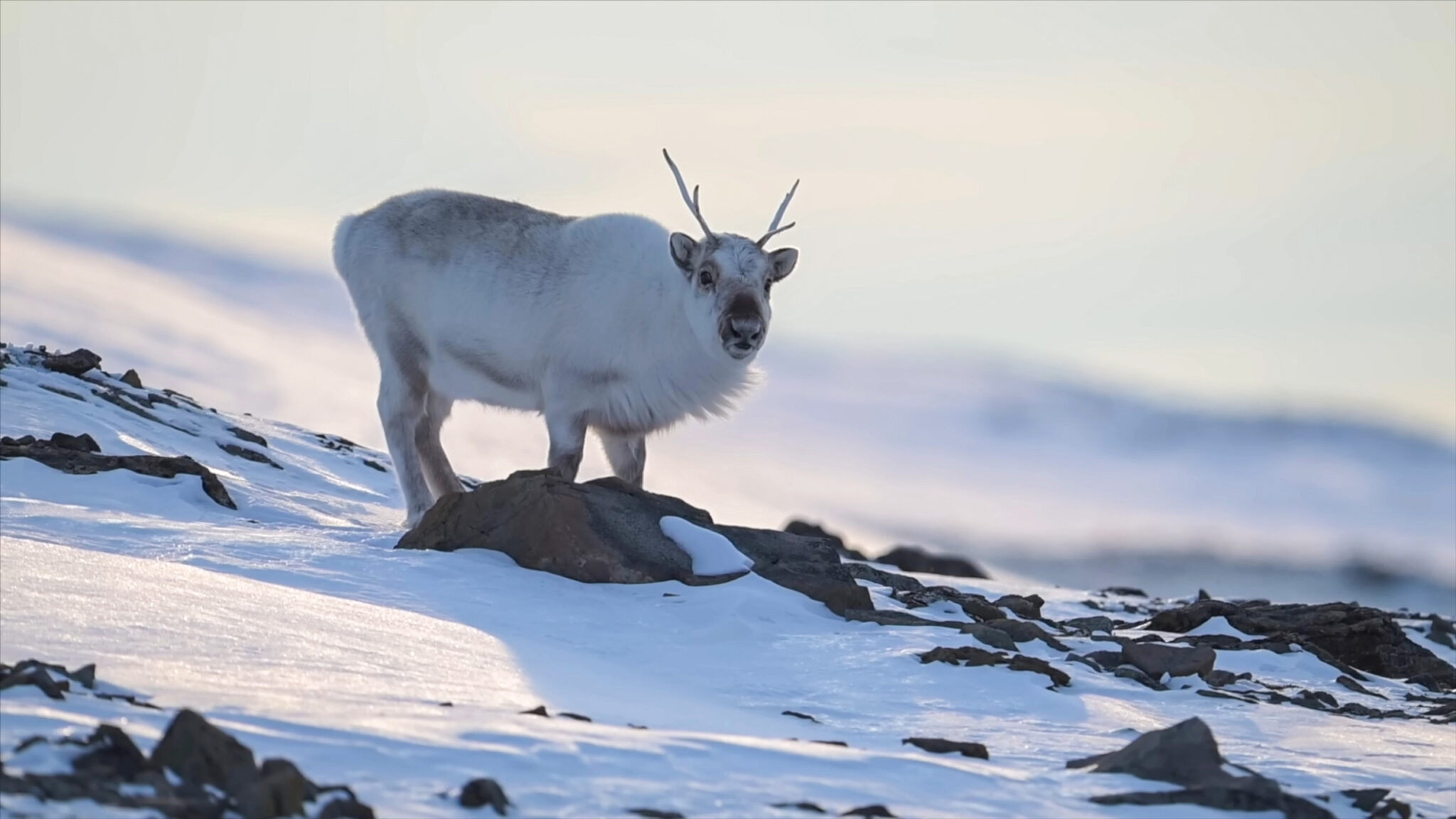 Arctic Animals | Travellers Guide To Wildlife Of The Arctic
