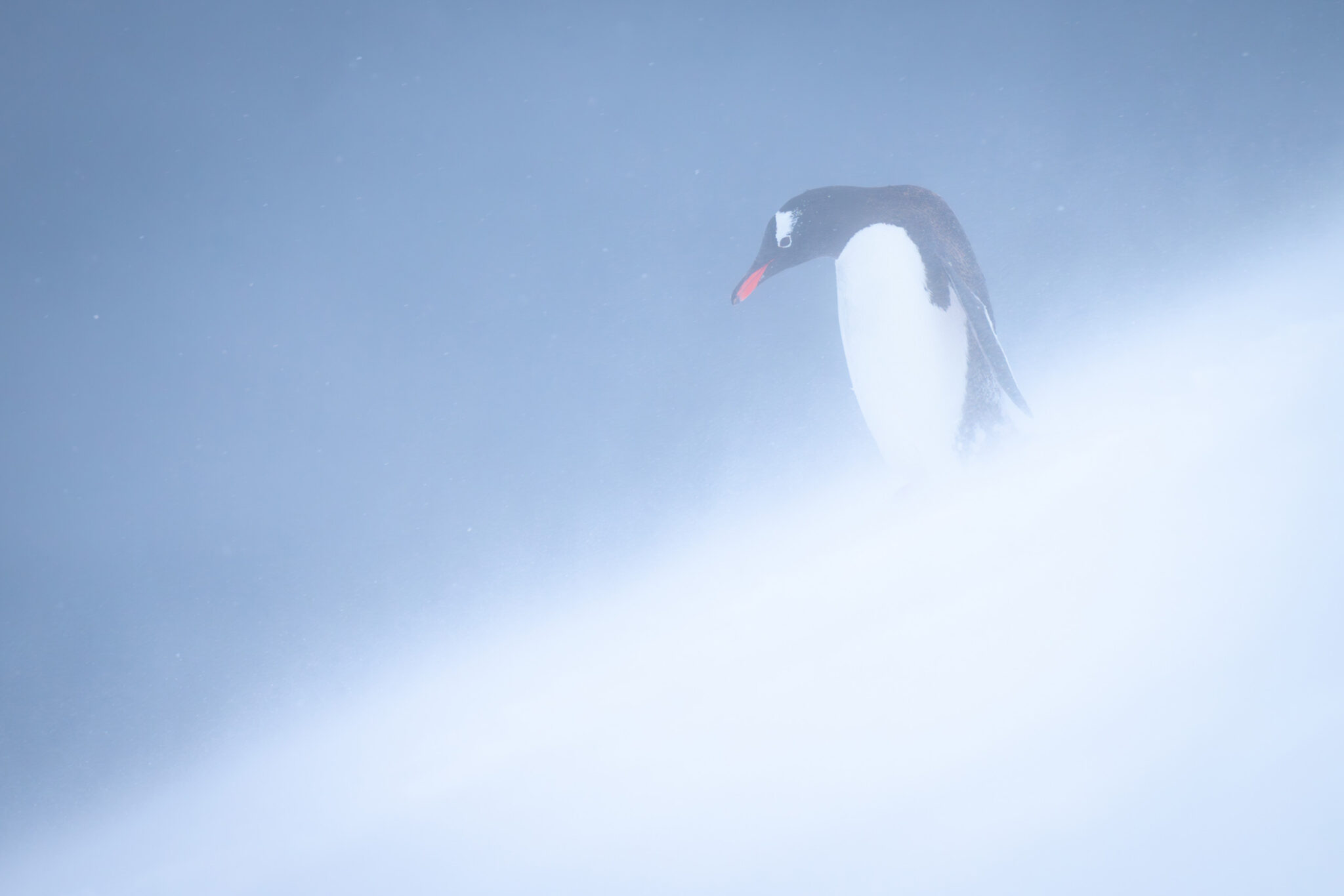 How Cold Is Antarctica? Weather & Temperature for Visitors