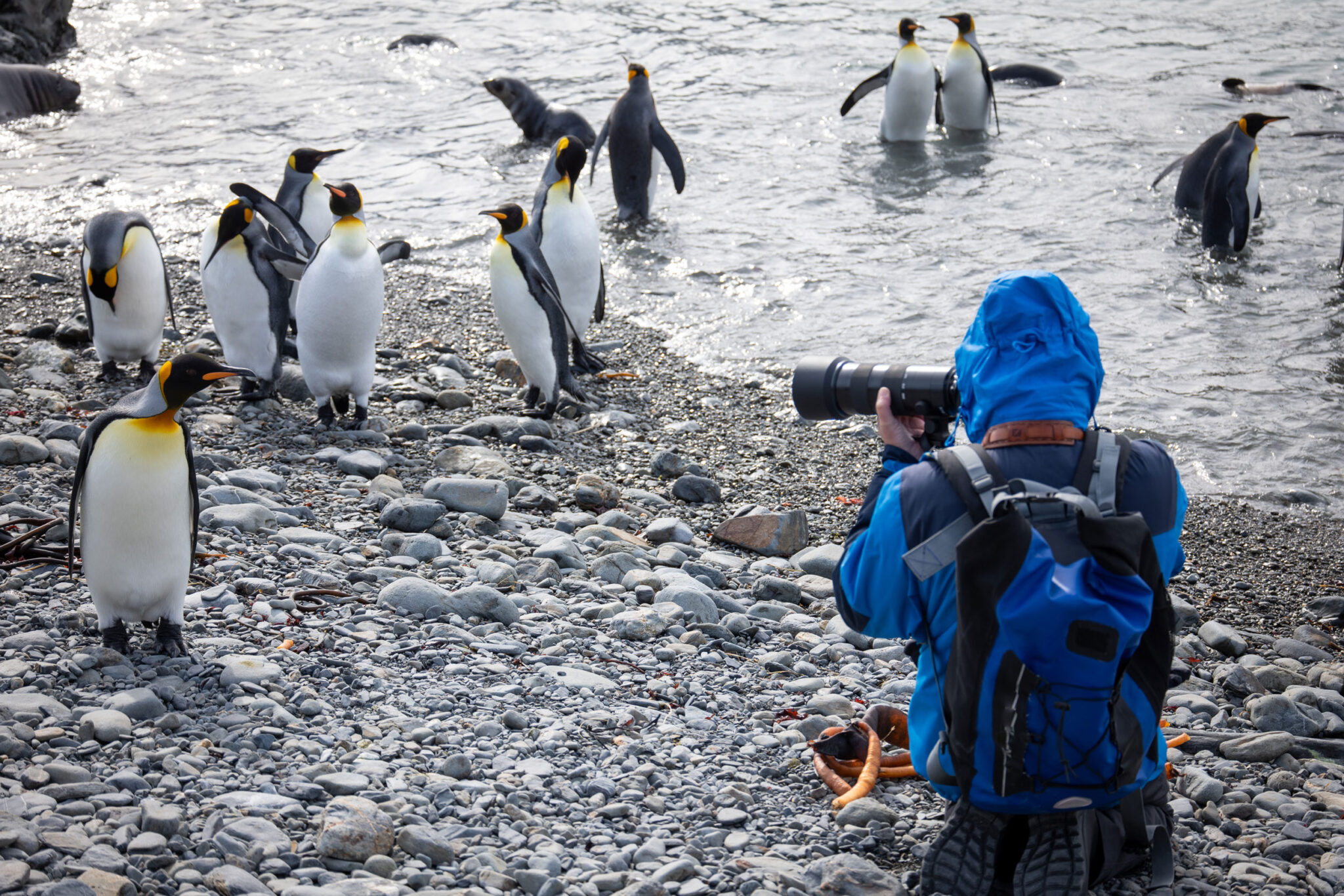 Antarctica Penguins | How to See the 8 Penguin Species