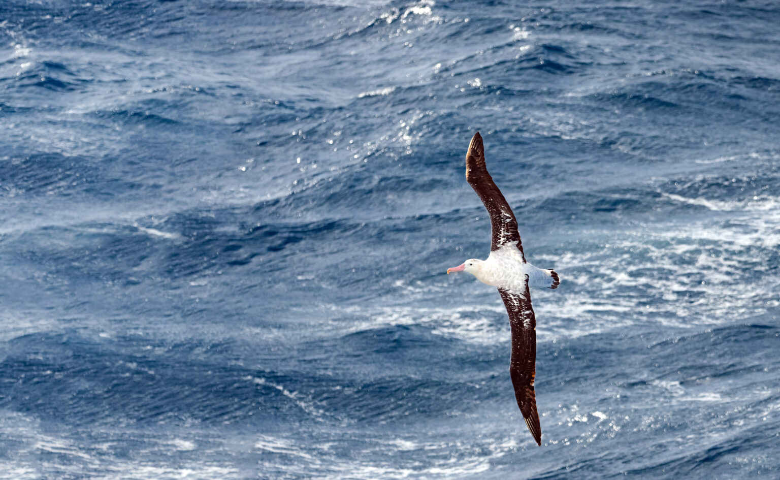 Drake Passage | The Ultimate Guide For Travellers