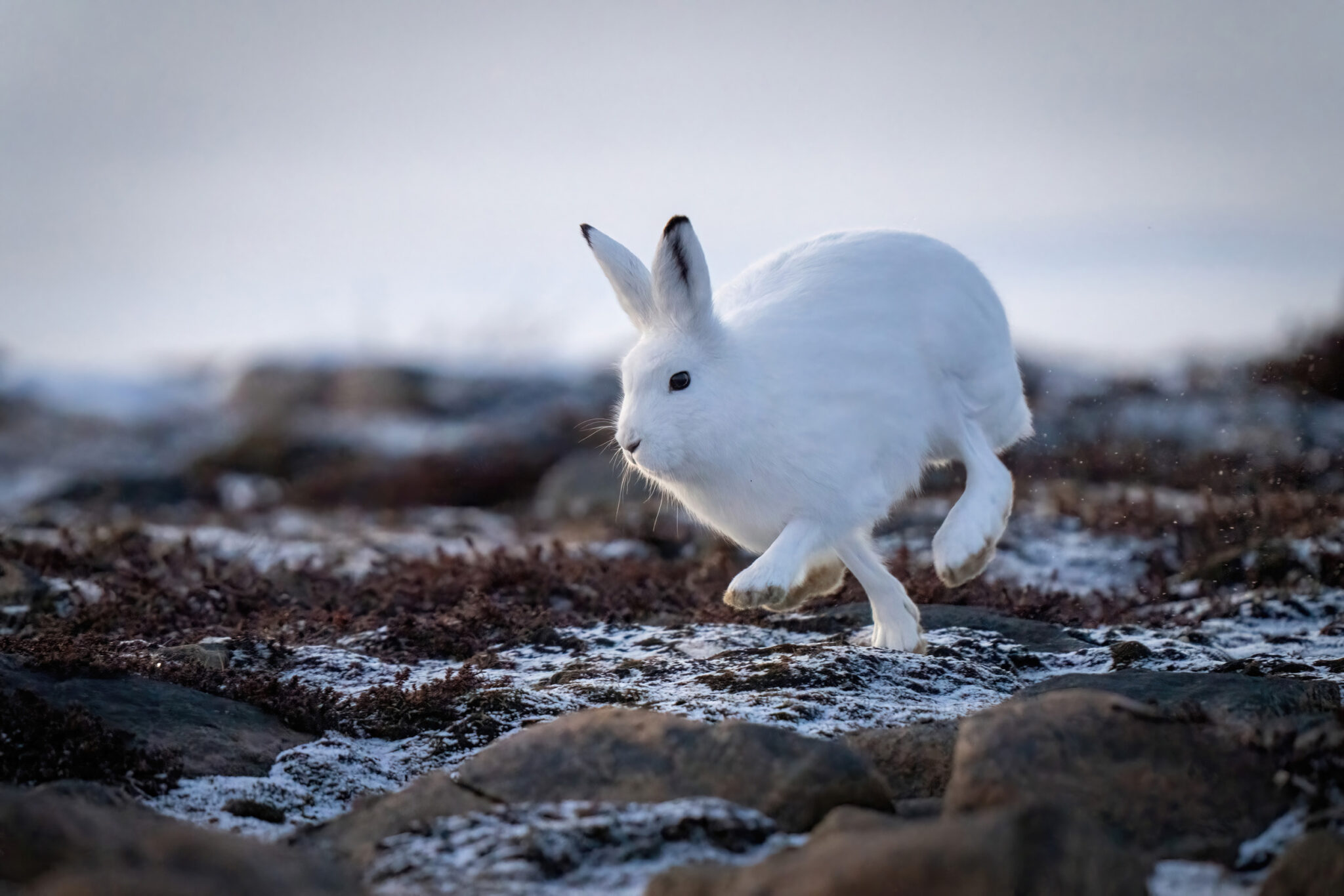 Arctic Animals | Travellers Guide To Wildlife Of The Arctic