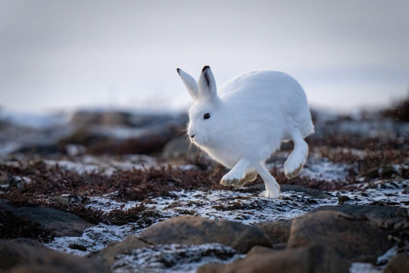 Arctic Animals | Travellers Guide To Wildlife Of The Arctic
