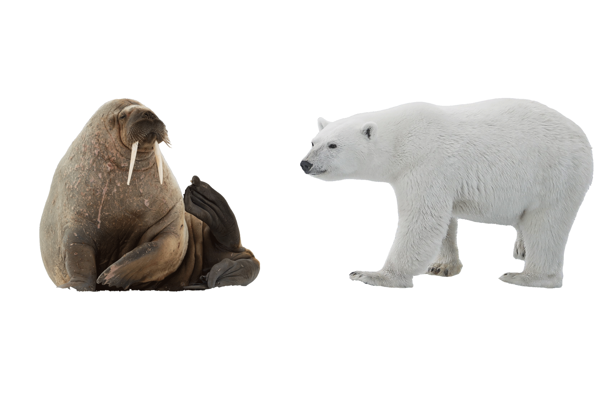 Arctic Animals | Travellers Guide To Wildlife Of The Arctic