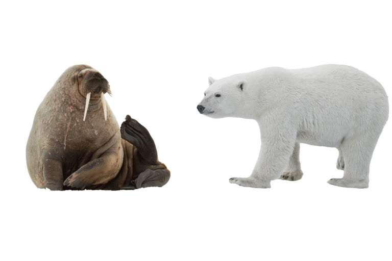 Arctic Animals | Travellers Guide To Wildlife Of The Arctic