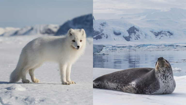 Arctic Vs Antarctica - Ultimate Comparison for Travellers