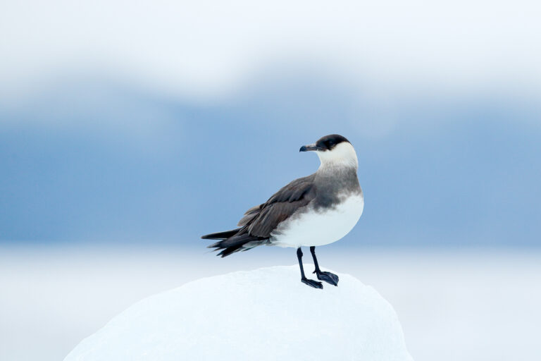 Top 30 Arctic Birds: Discover Facts, Habitats & Conservation