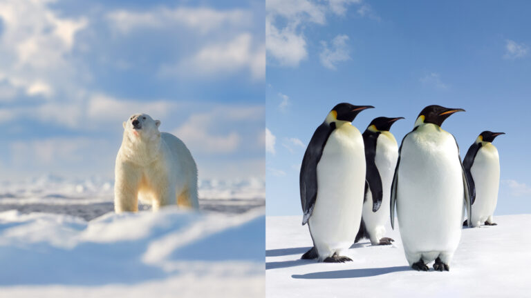Arctic Vs Antarctica - Ultimate Comparison for Travellers