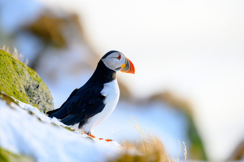 Top 30 Arctic Birds: Discover Facts, Habitats & Conservation