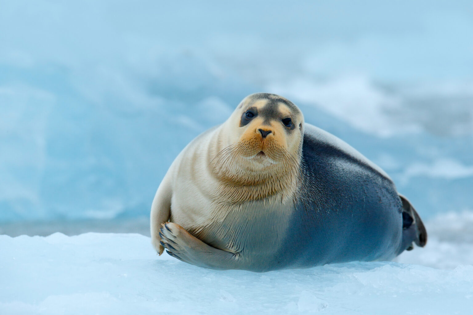 Arctic Animals | Travellers Guide To Wildlife Of The Arctic