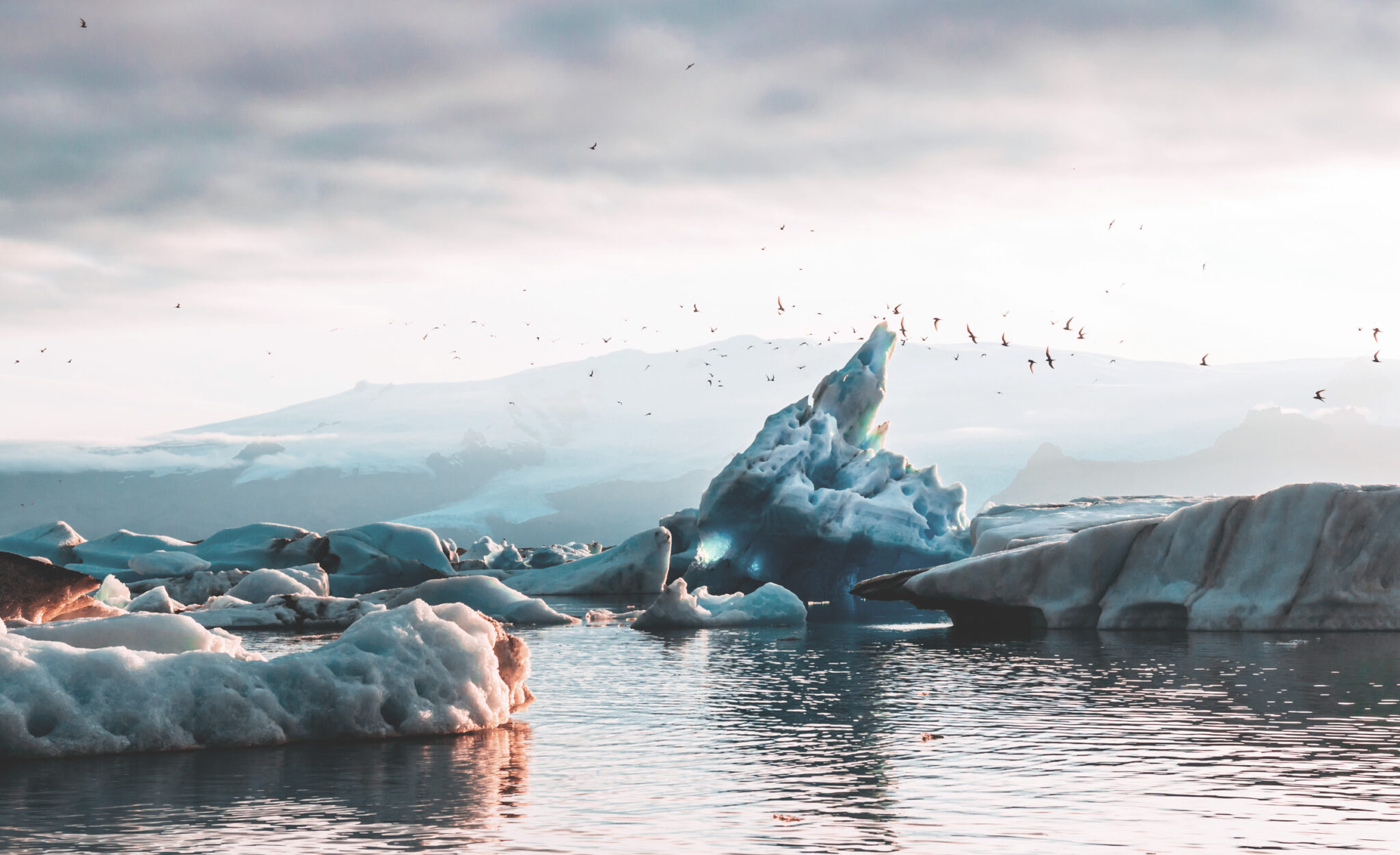 Top 30 Arctic Birds: Discover Facts, Habitats & Conservation