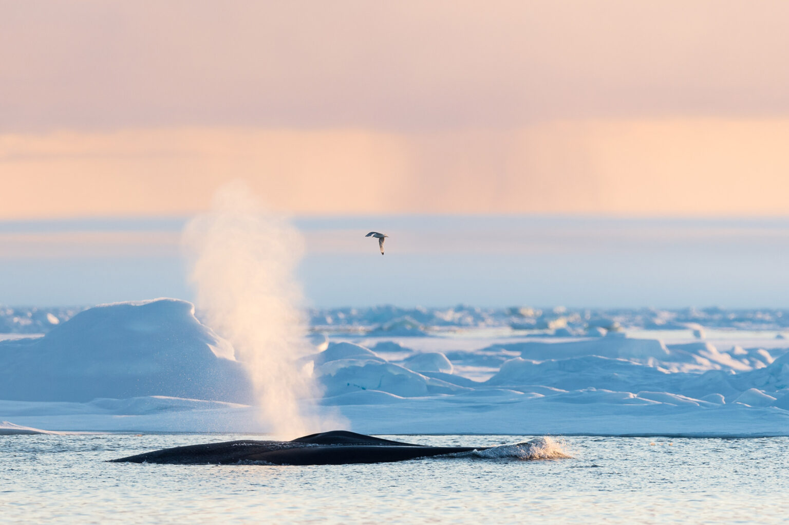 Arctic Animals | Travellers Guide To Wildlife Of The Arctic