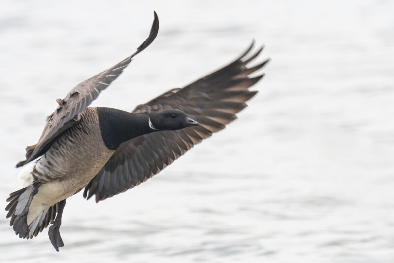 Top 30 Arctic Birds: Discover Facts, Habitats & Conservation