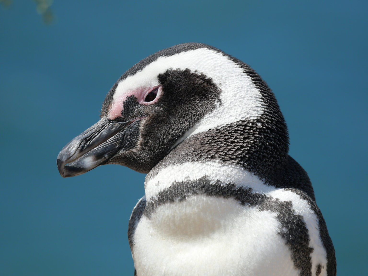 Antarctica Penguins | How to See the 8 Penguin Species