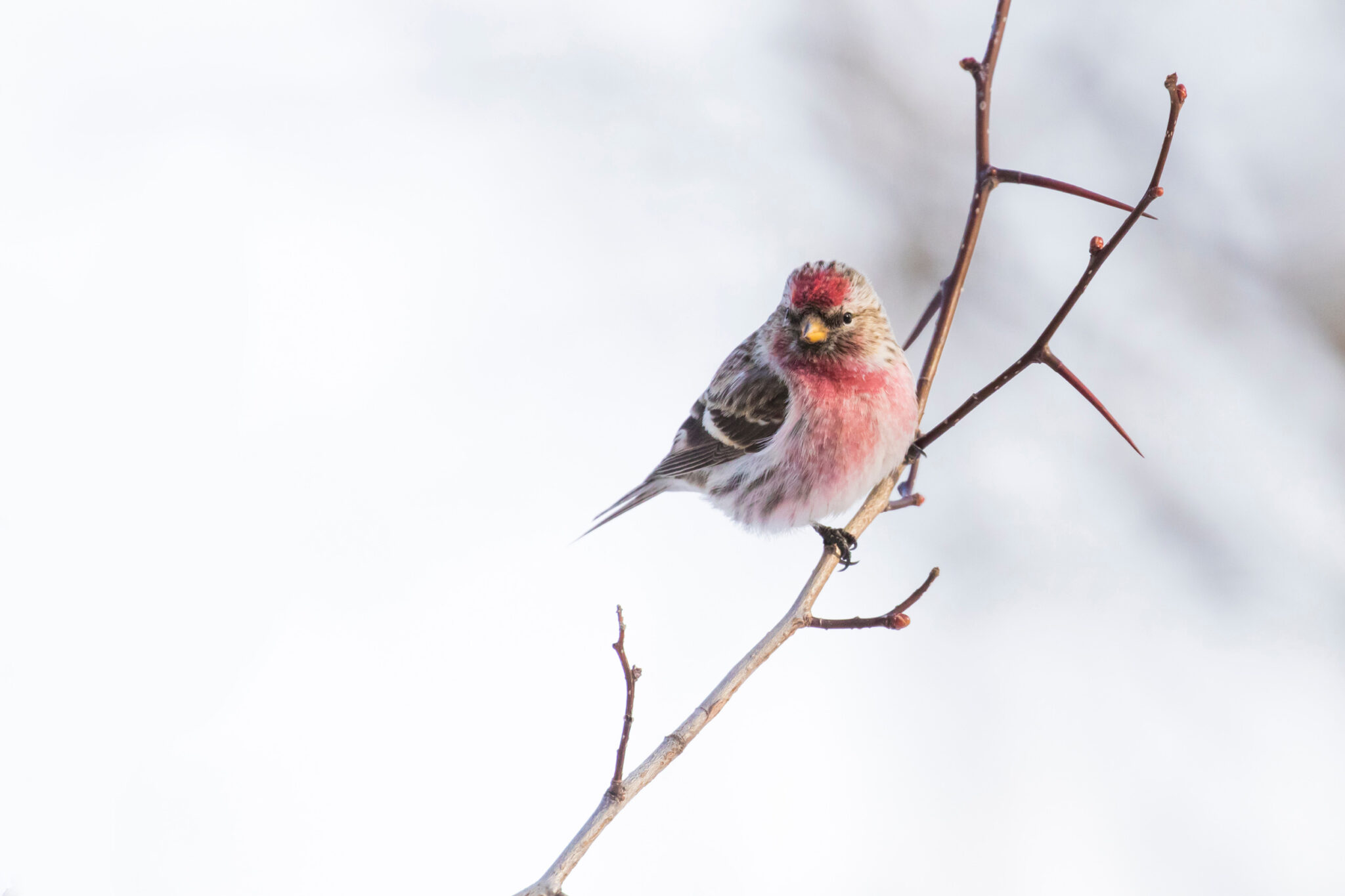 Top 30 Arctic Birds: Discover Facts, Habitats & Conservation