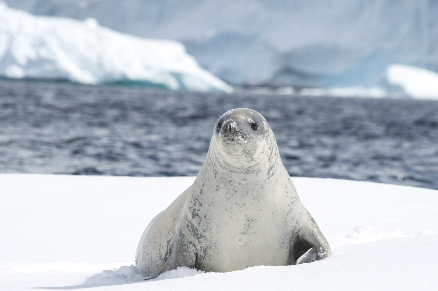 Antarctica Wildlife Guide: With Top 21 Antarctica Animals