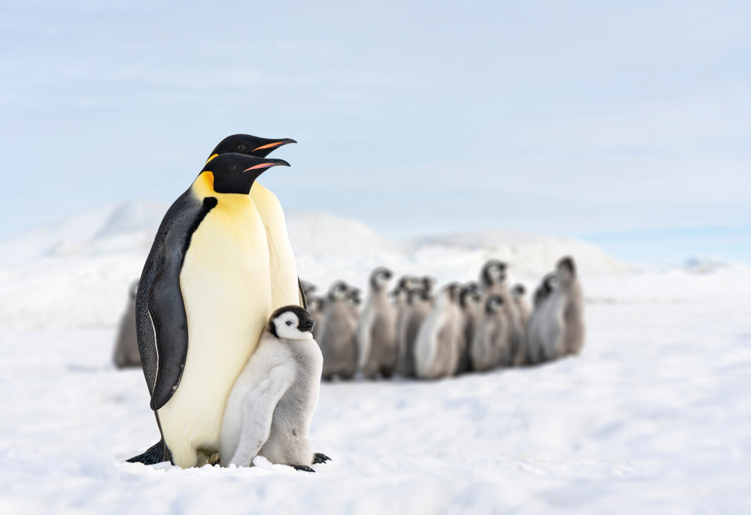 Antarctica Penguins | How to See the 8 Penguin Species