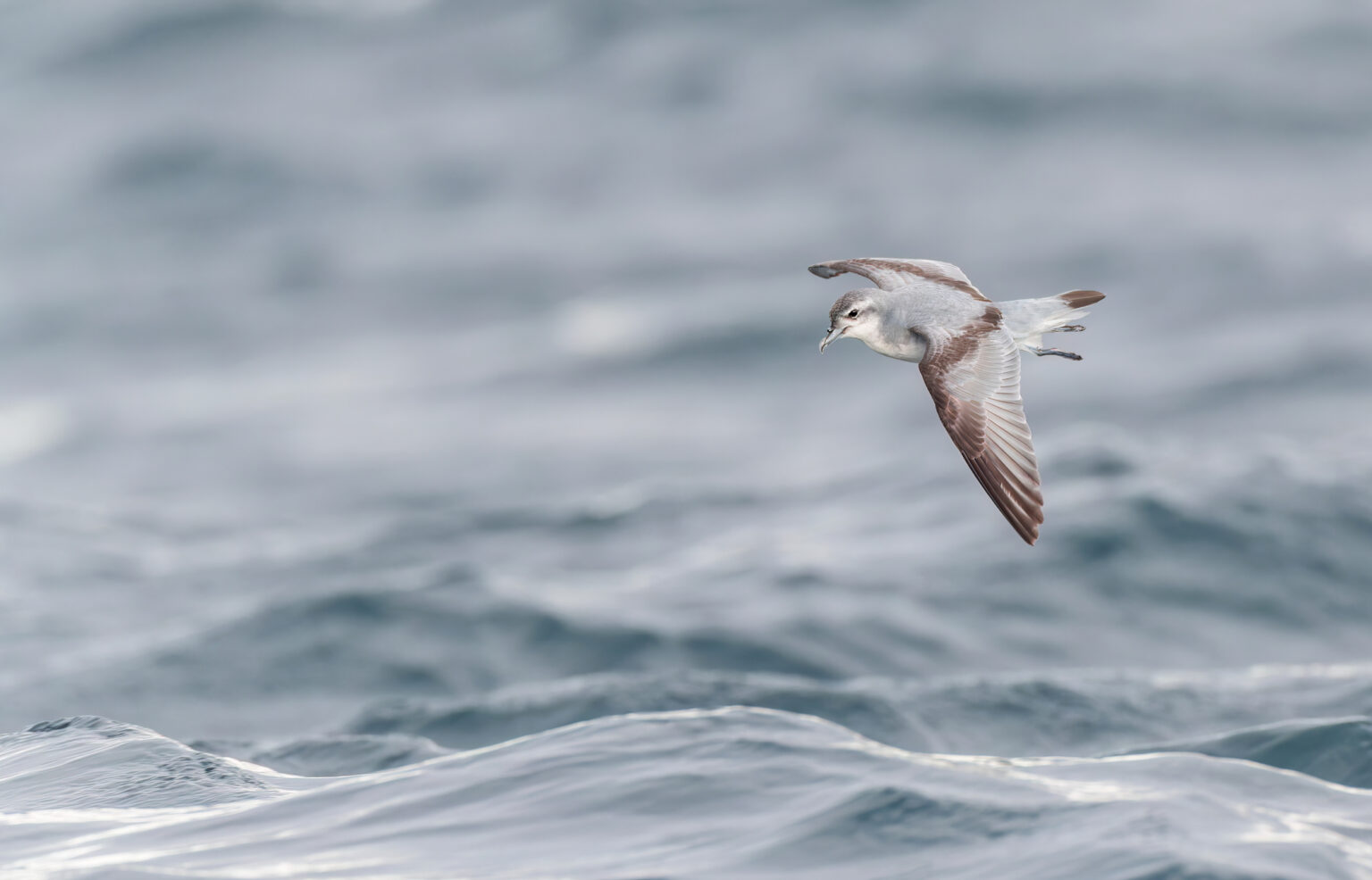 Antarctica Birds | Top 30 Species You Can See On A Cruise