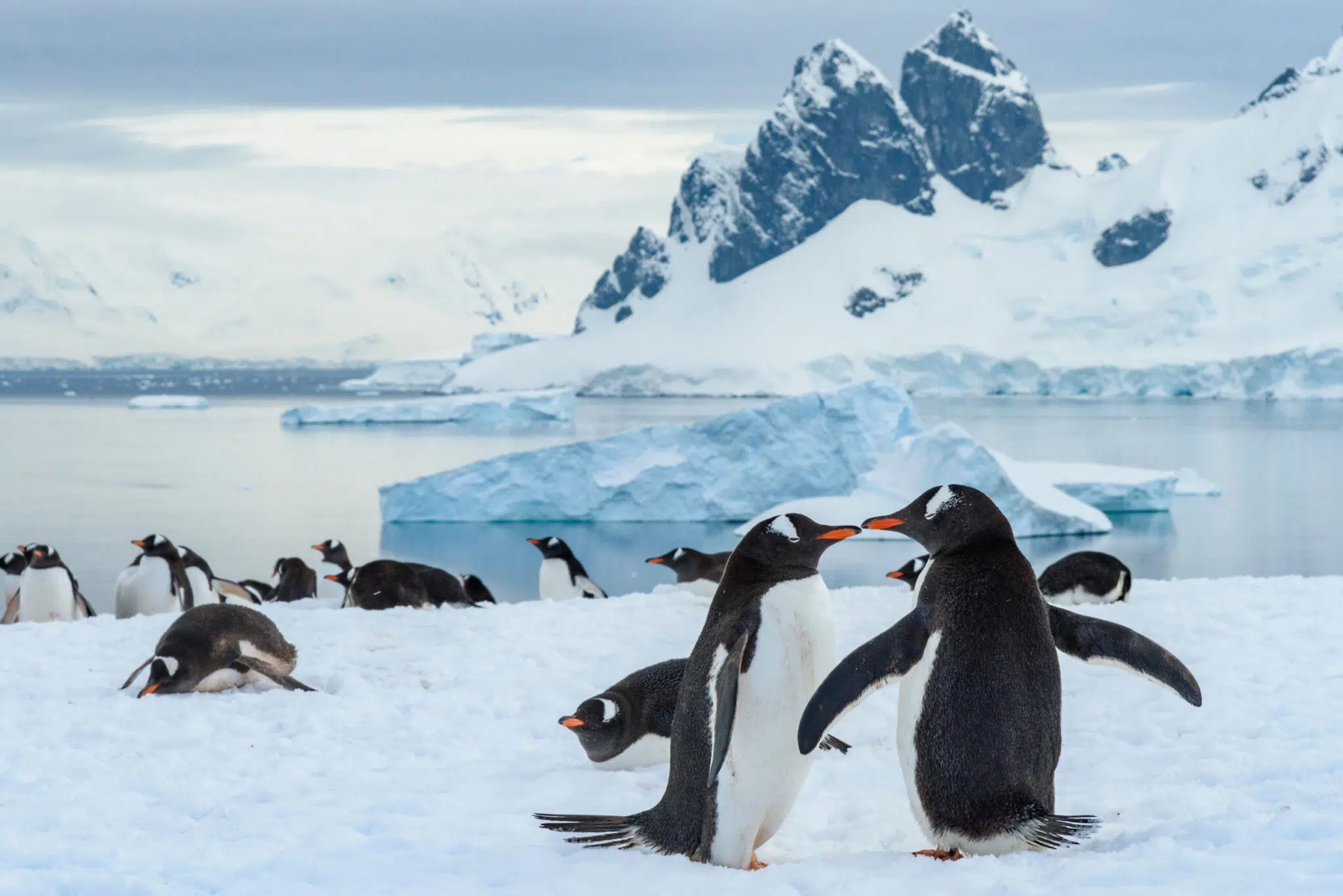 Antarctica Penguins | How to See the 8 Penguin Species