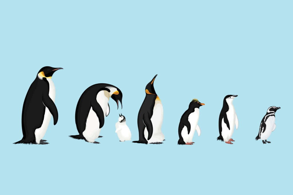 Antarctica Penguins | How to See the 8 Penguin Species