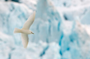 Top 30 Arctic Birds: Discover Facts, Habitats & Conservation