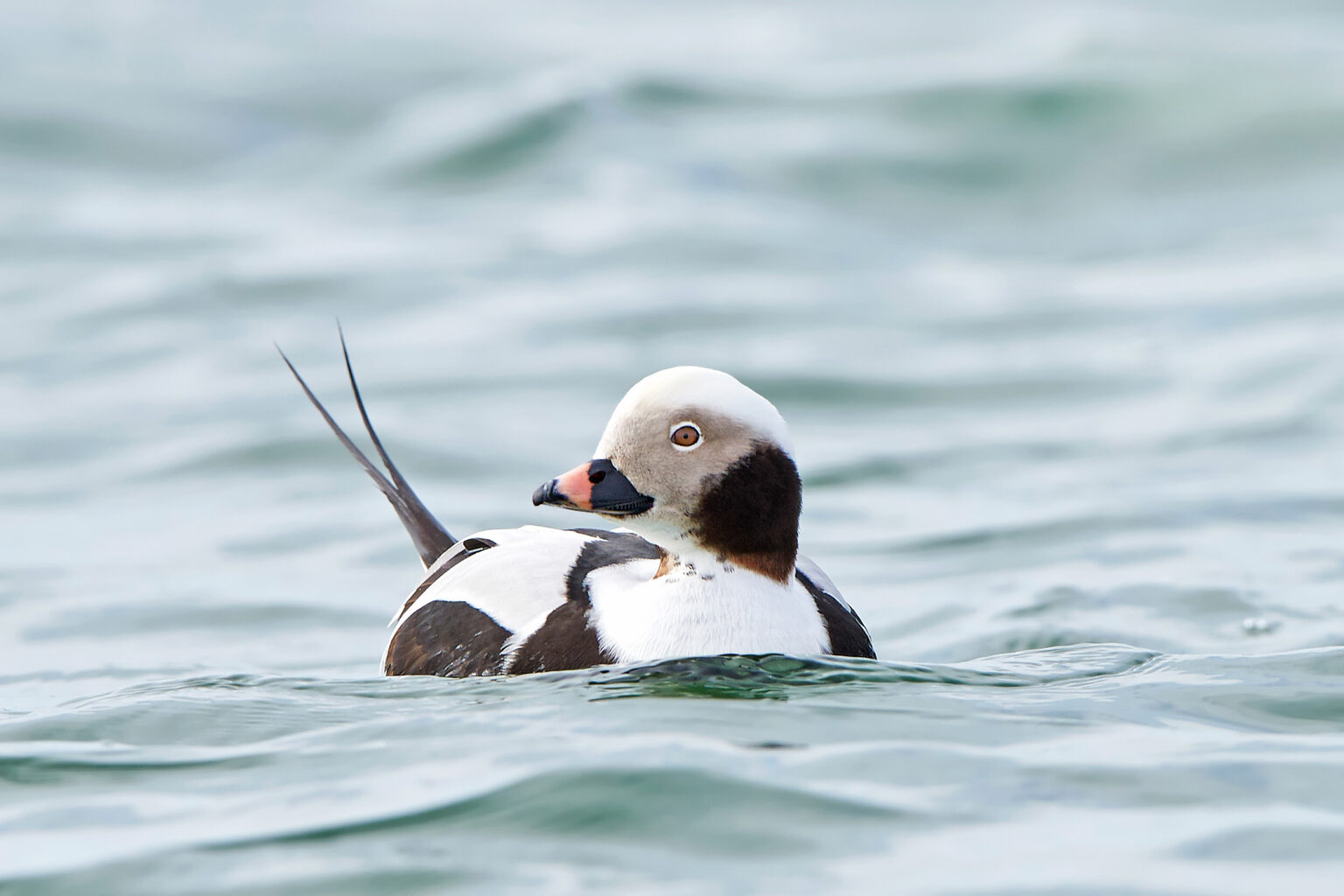 Top 30 Arctic Birds: Discover Facts, Habitats & Conservation