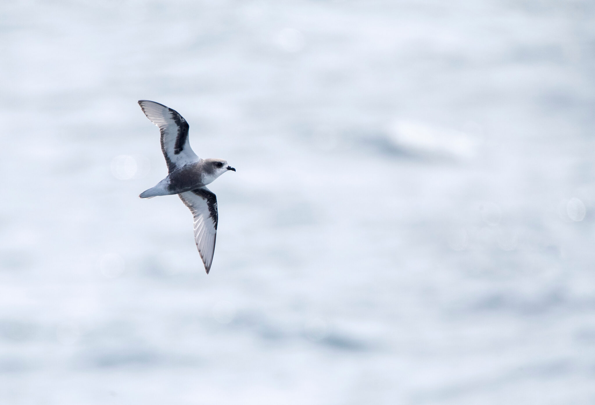 Antarctica Birds | Top 30 Species You Can See On A Cruise
