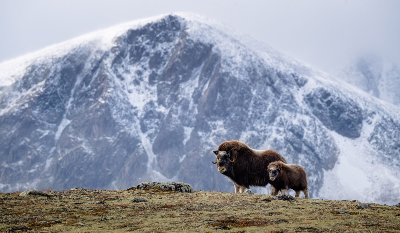 Arctic Animals | Travellers Guide To Wildlife Of The Arctic