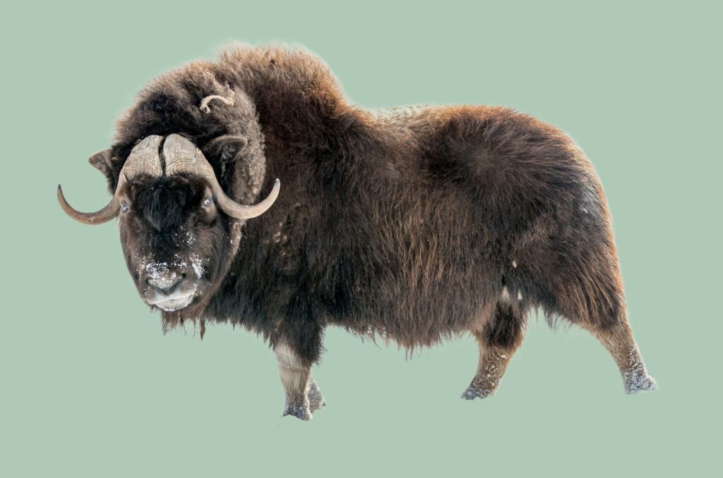 Northwest Passage Wildlife Guide | 11 Animals You Can See