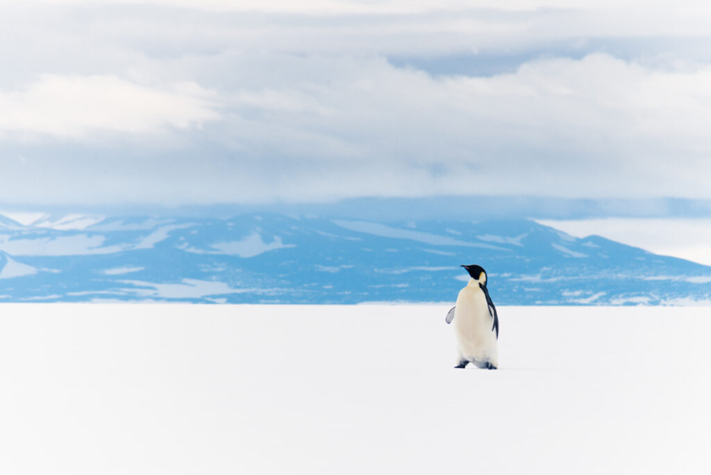 Antarctica Cruises From New Zealand (Ross Sea Cruises)
