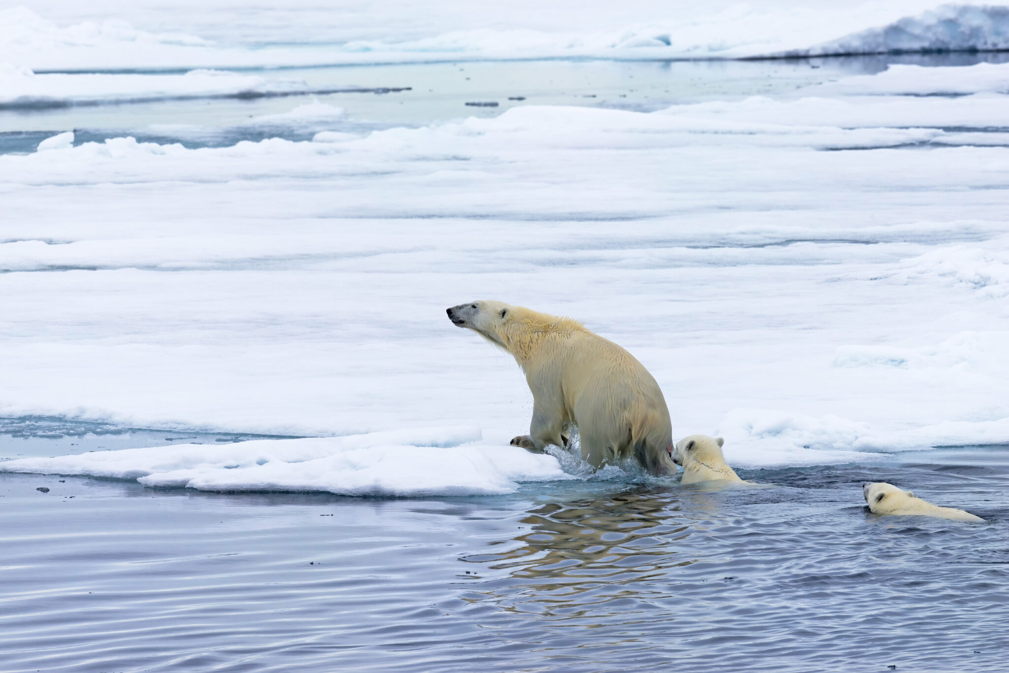 21 Fascinating Polar Bear Facts You Need to Know