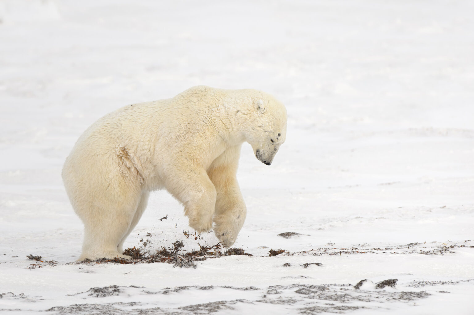 21 Fascinating Polar Bear Facts You Need to Know
