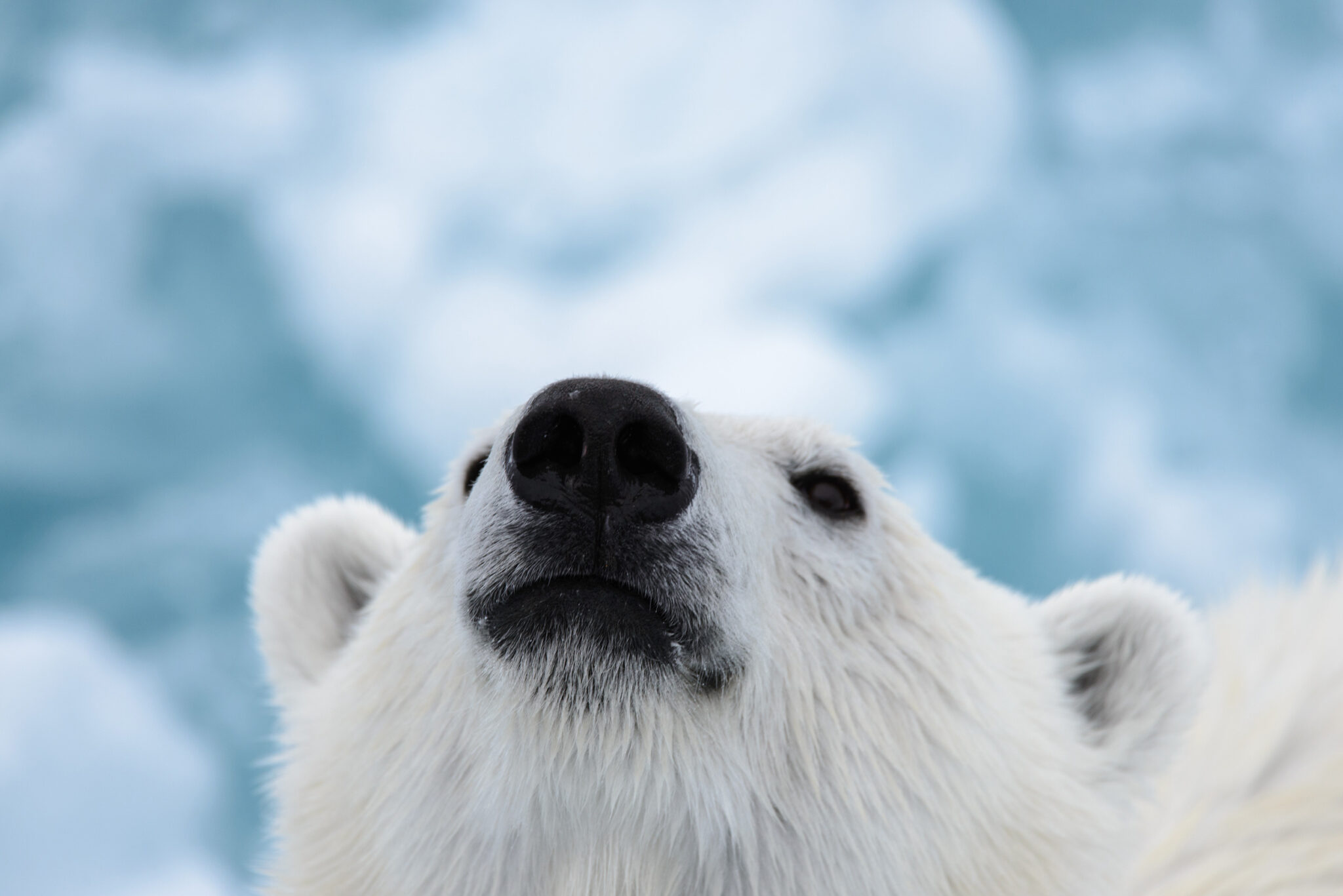 21 Fascinating Polar Bear Facts You Need to Know