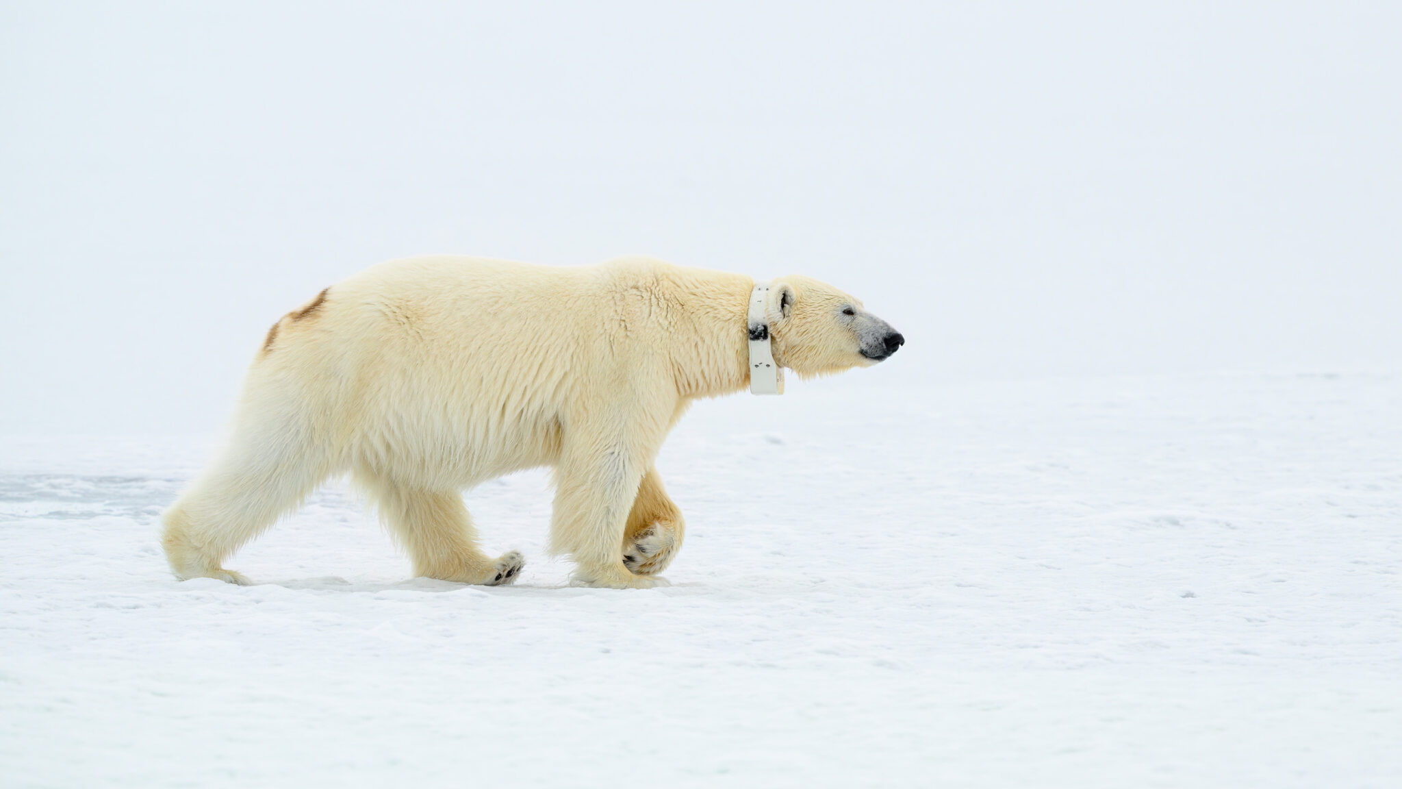 21 Fascinating Polar Bear Facts You Need to Know