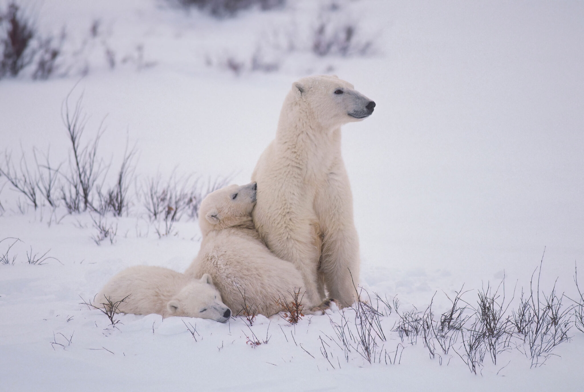 Visiting The Arctic Circle | How To Get To The Arctic